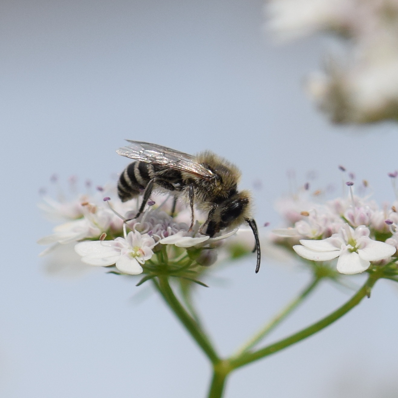 Bees – Friends of Kirke Park