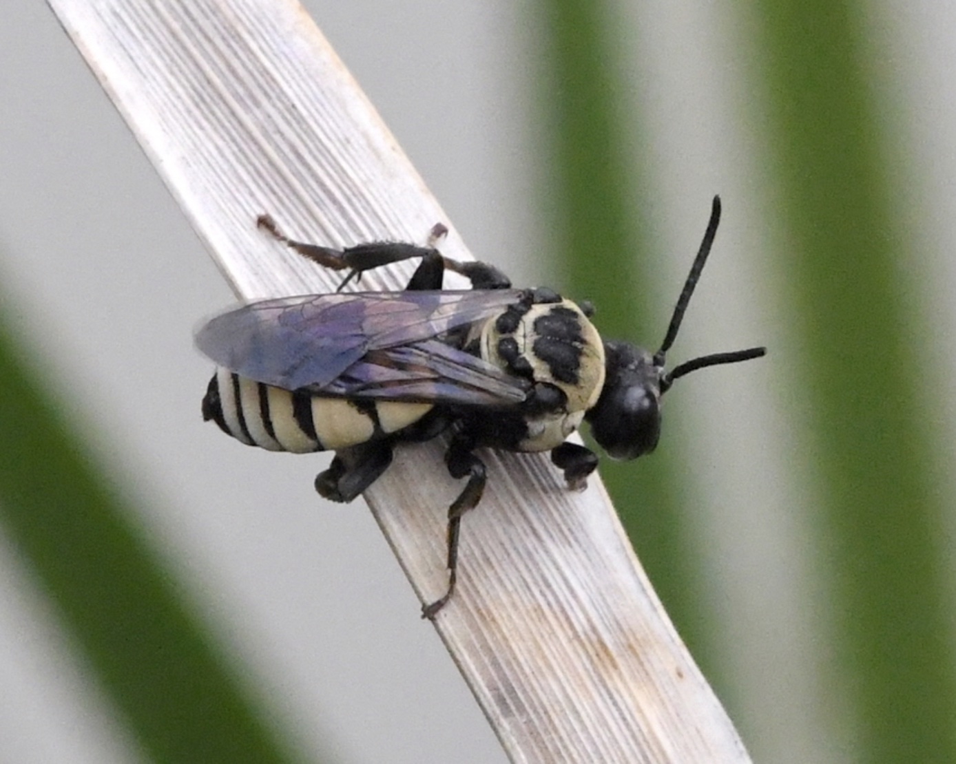 Bees – Friends of Kirke Park