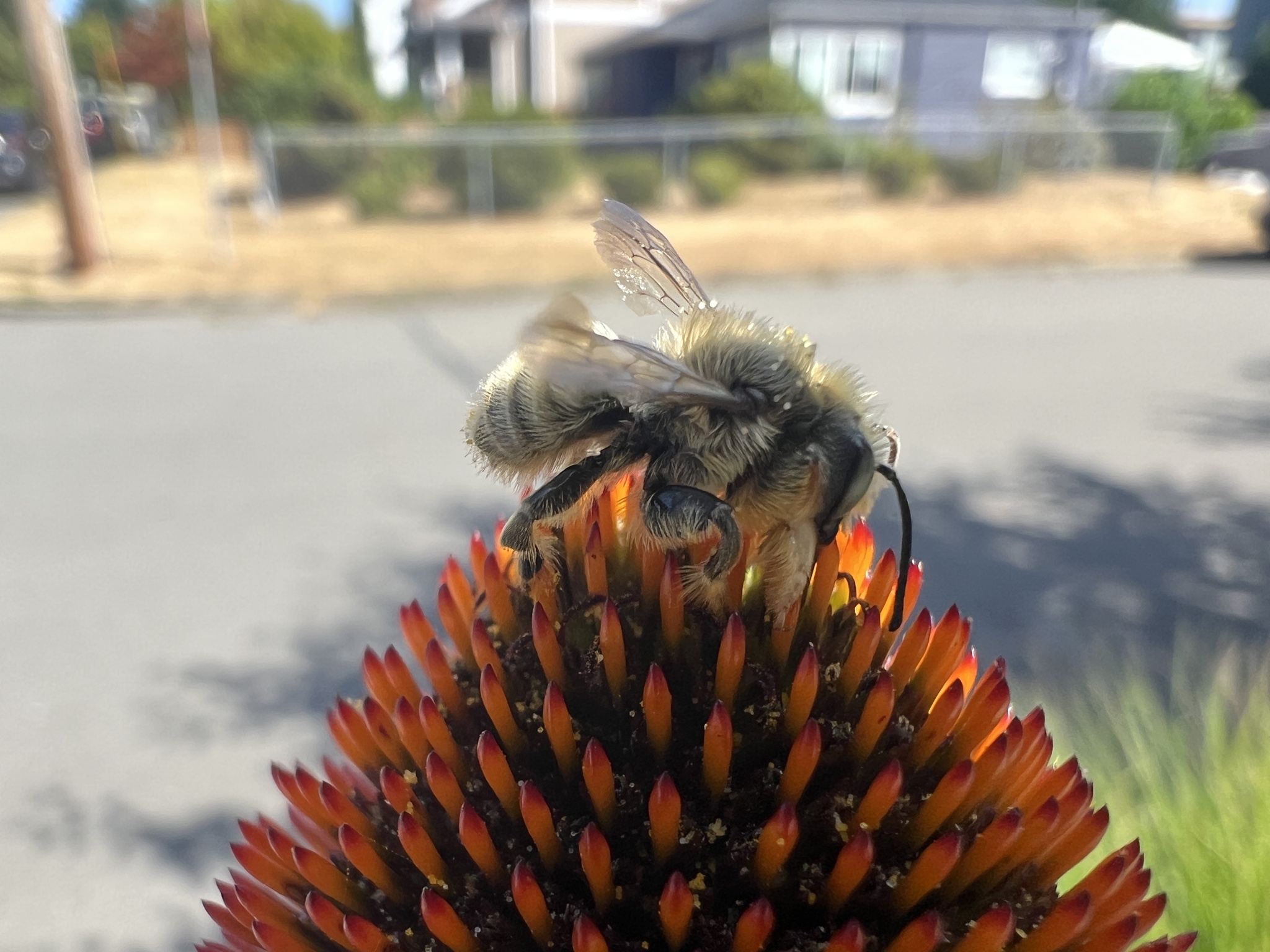 Bees – Friends of Kirke Park